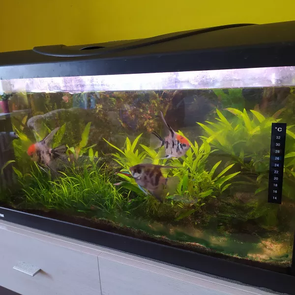 Akvárium 120l