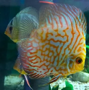 RYBICKY.NET - Váš akvaristický portál