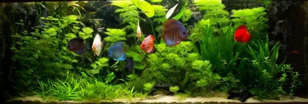 Discus family