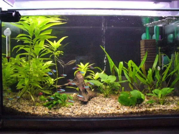 60ti litrové tetrárium