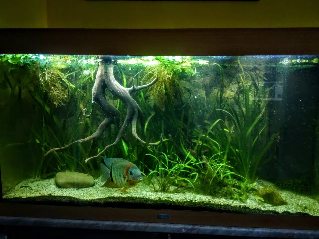 RYBICKY.NET - Fotogalerie