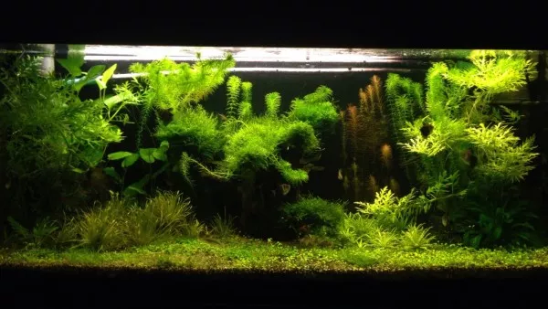 Krevetkárium a Tetrárium