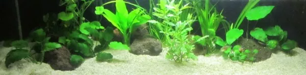 A Piece of Nature 125L // ZRUS