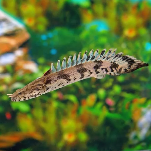 Polypterus endlicherii tank