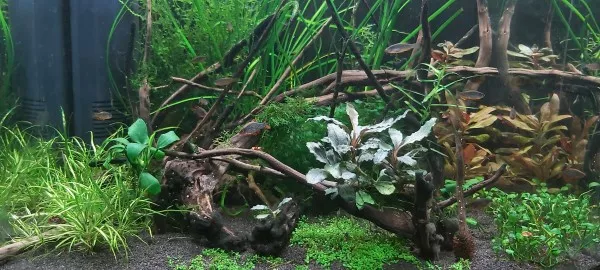 Galaxy River