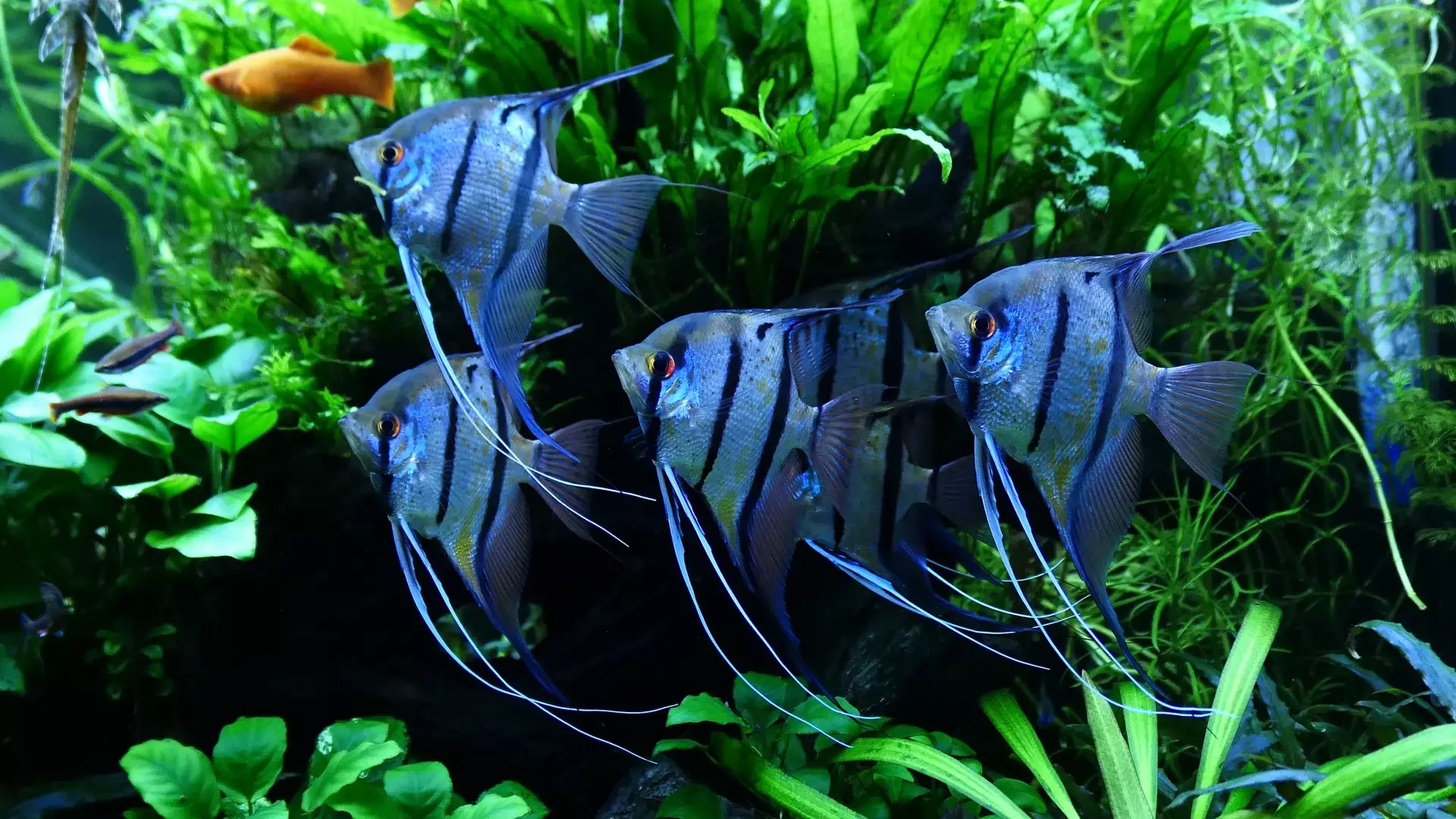 RYBICKY.NET - Fotogalerie