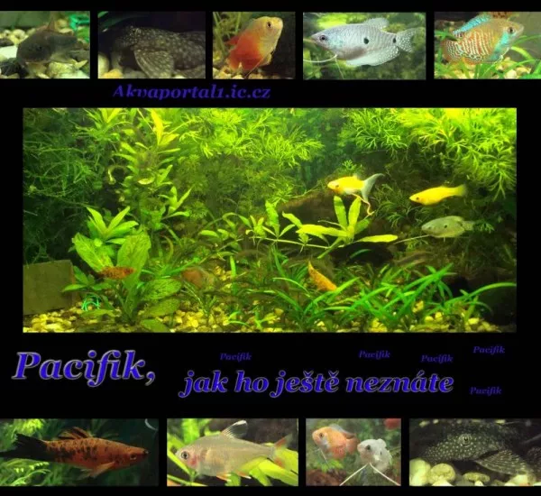 Pacifik