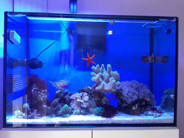 REEF 200 L