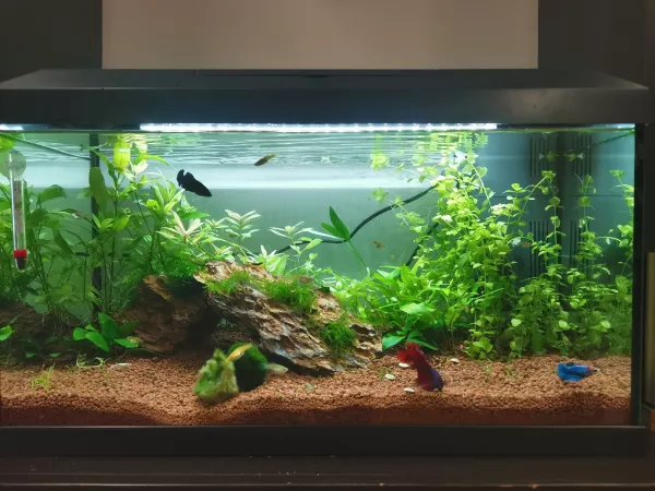 Juwell Primo LED 60 l set