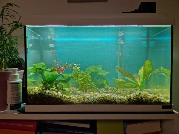 Betta bojovnice