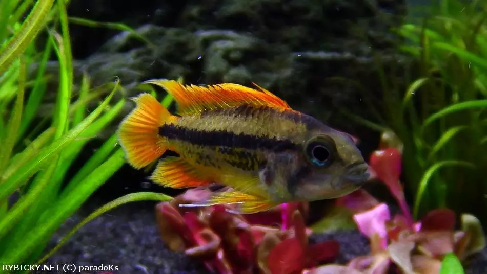 RYBICKY.NET - Atlas akvarijních ryb - Fotogalerie